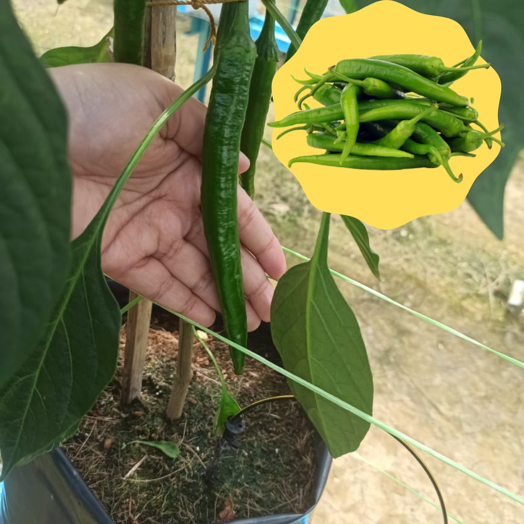 Kenali Cili Anda - Kebun Kita