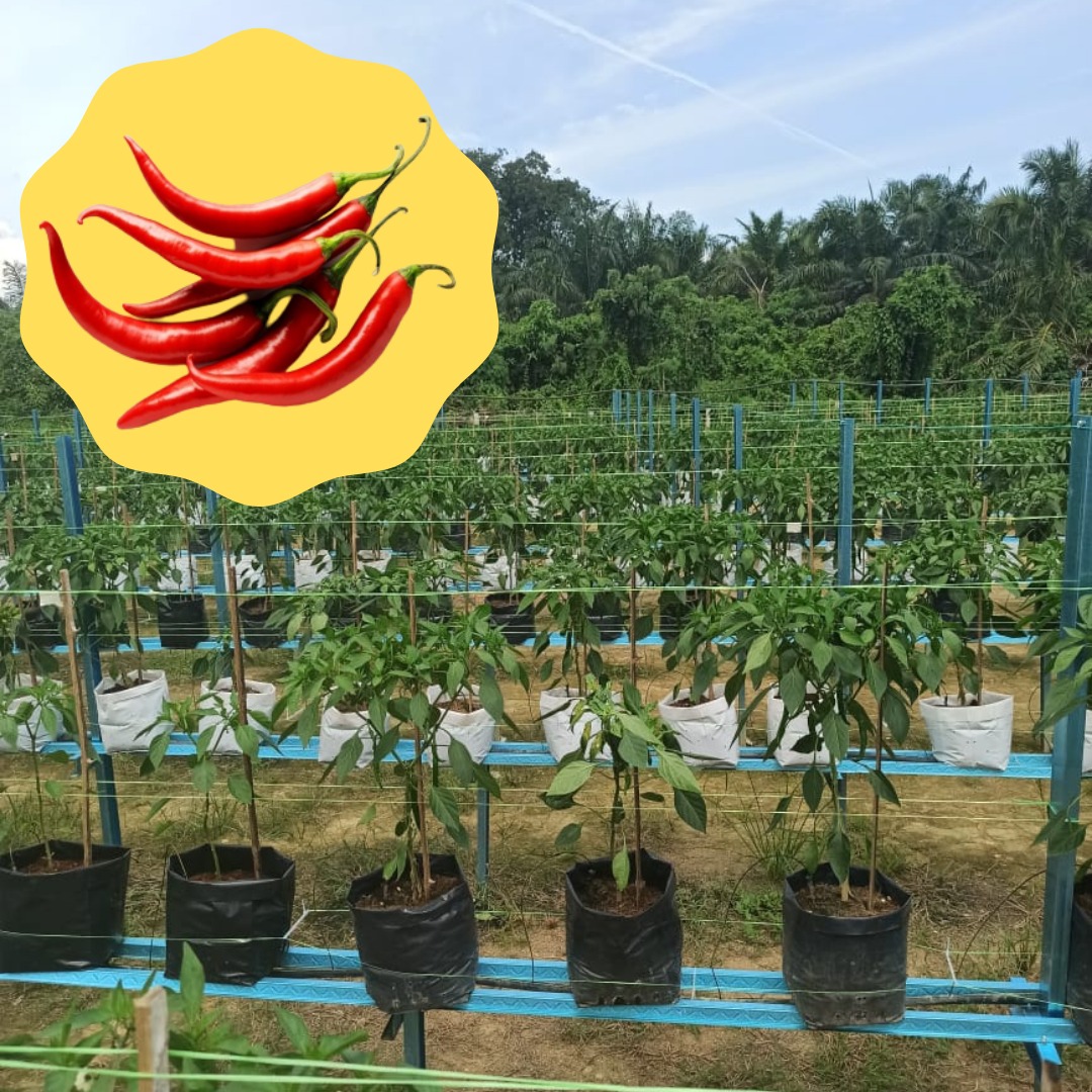 Kenali Cili Anda - Kebun Kita